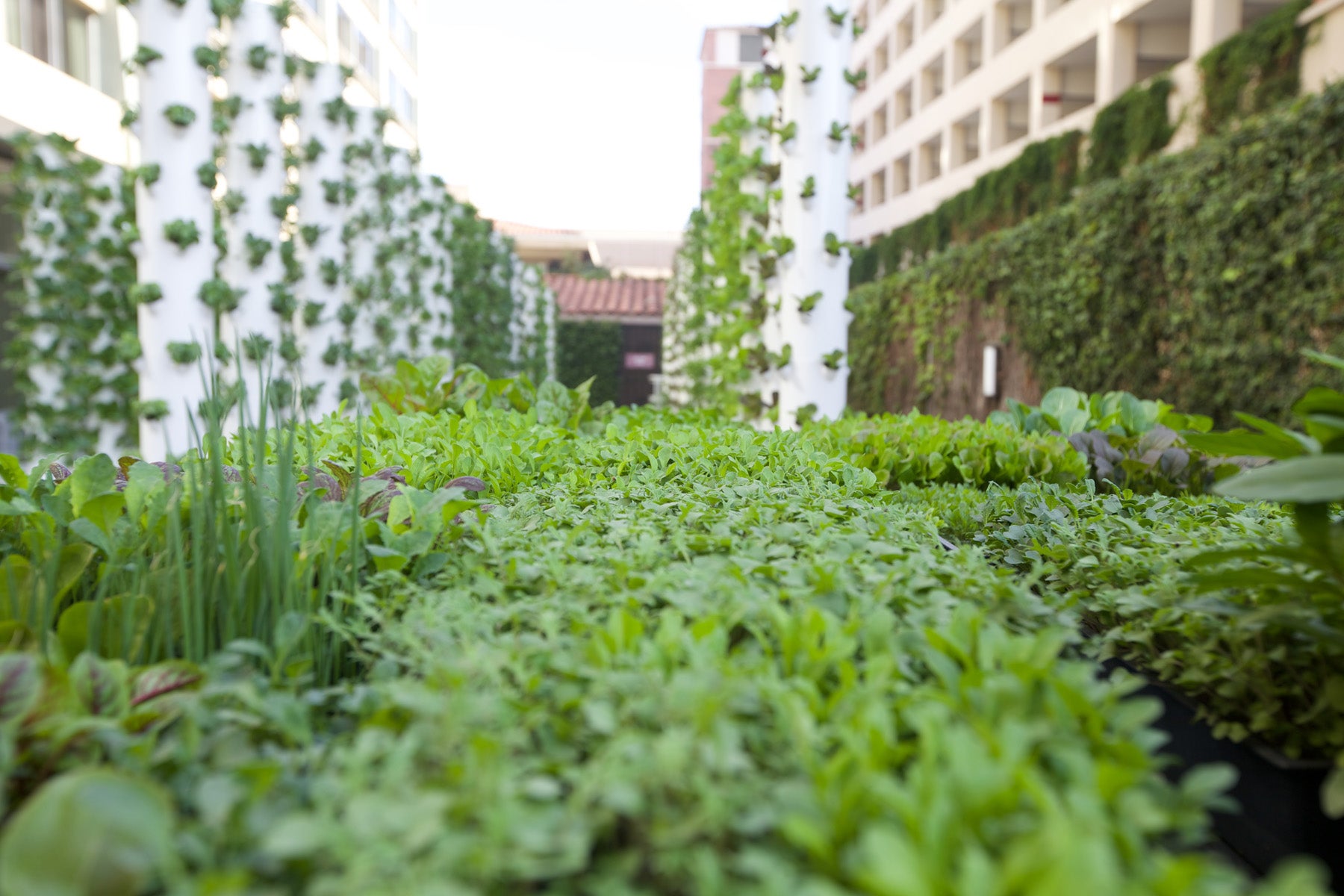 Revamped USC Hotel Garden provides fresh produce to campus restaurants ...