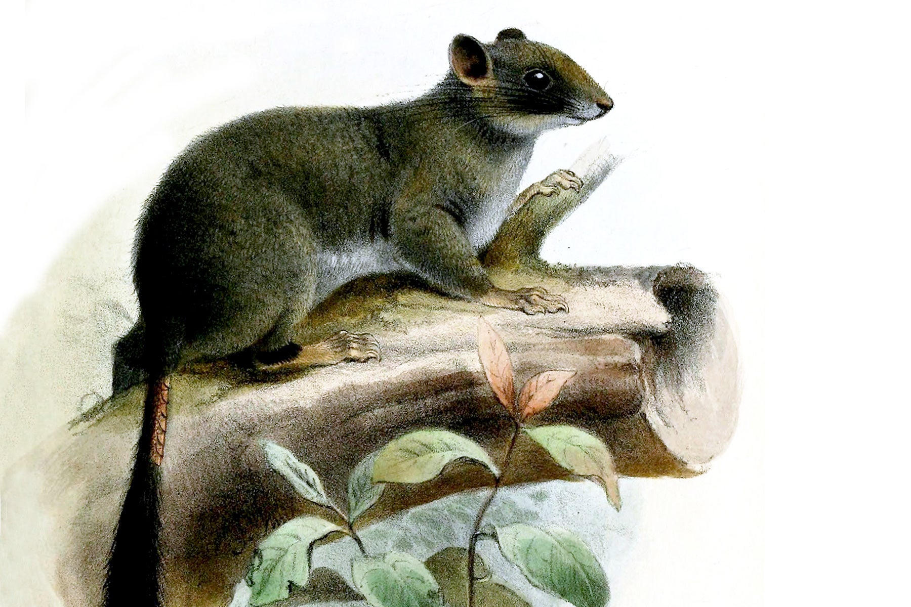 On the prowl for an elusive rodent called ‘the ultimate Pokémon’ - USC ...