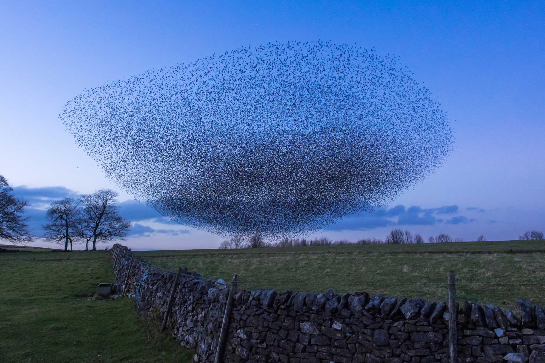 What can ants, birds and bacteria teach us about teamwork? - USC Today