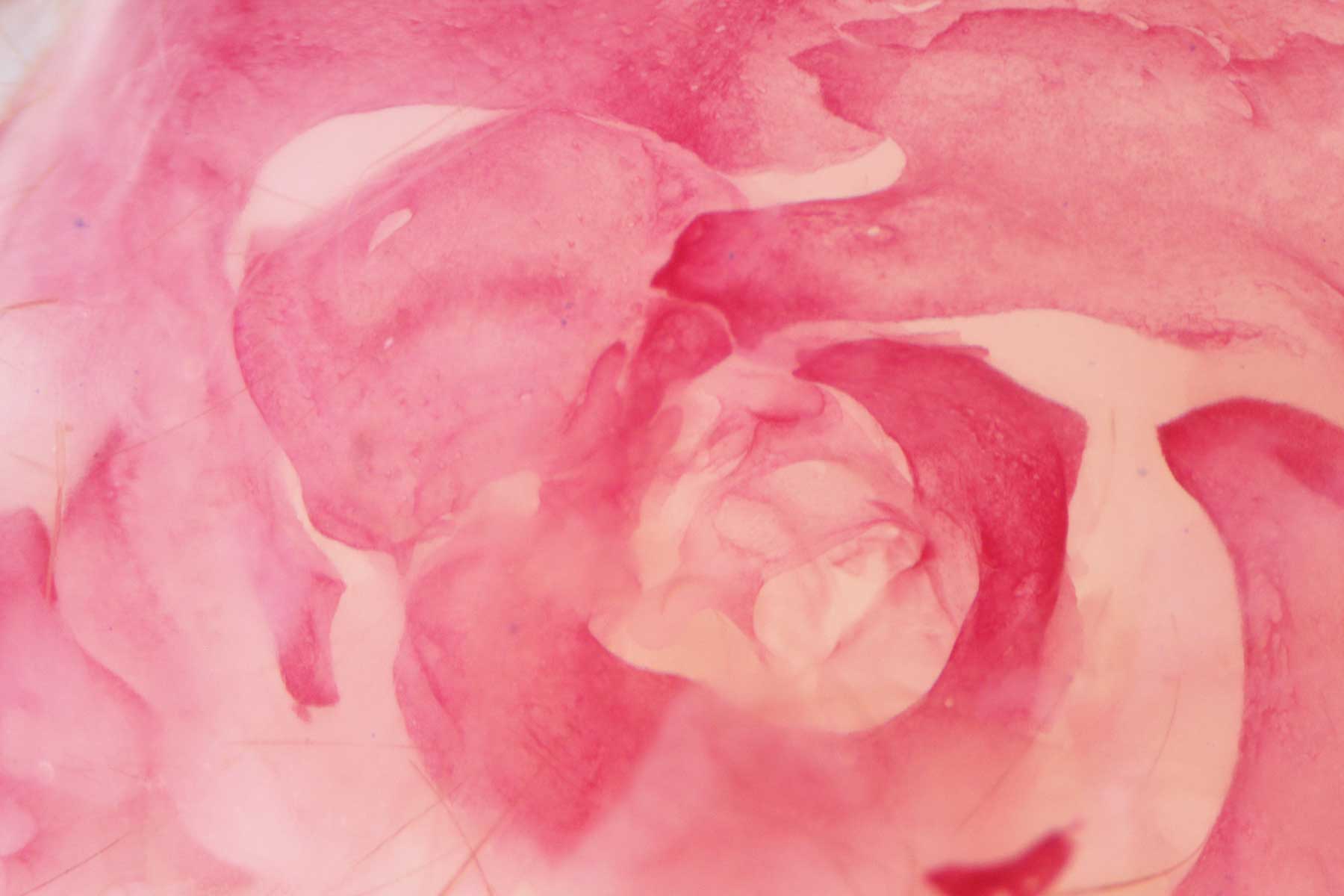 Flawed fish jaws shed light on hearing loss in humans - USC Today