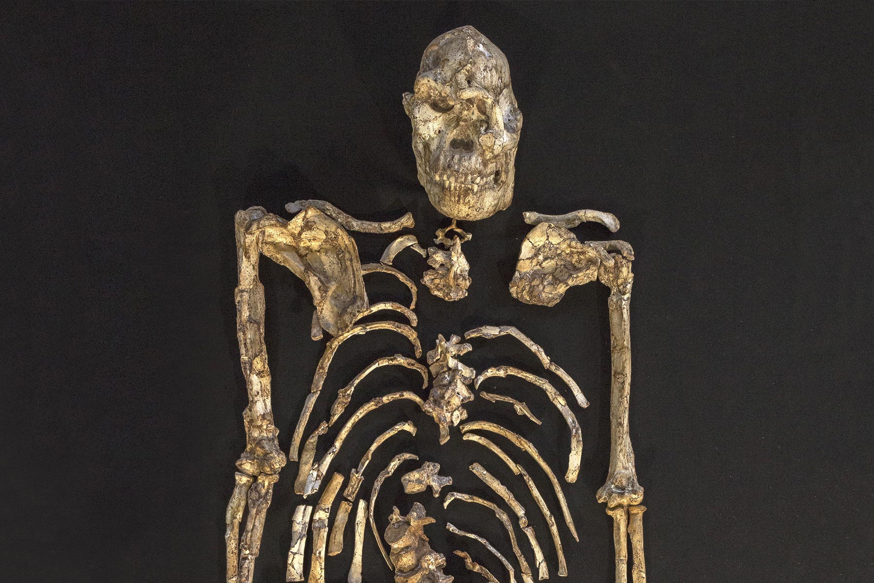 Little Foot fossil analysis helps unlock when humans and apes diverged