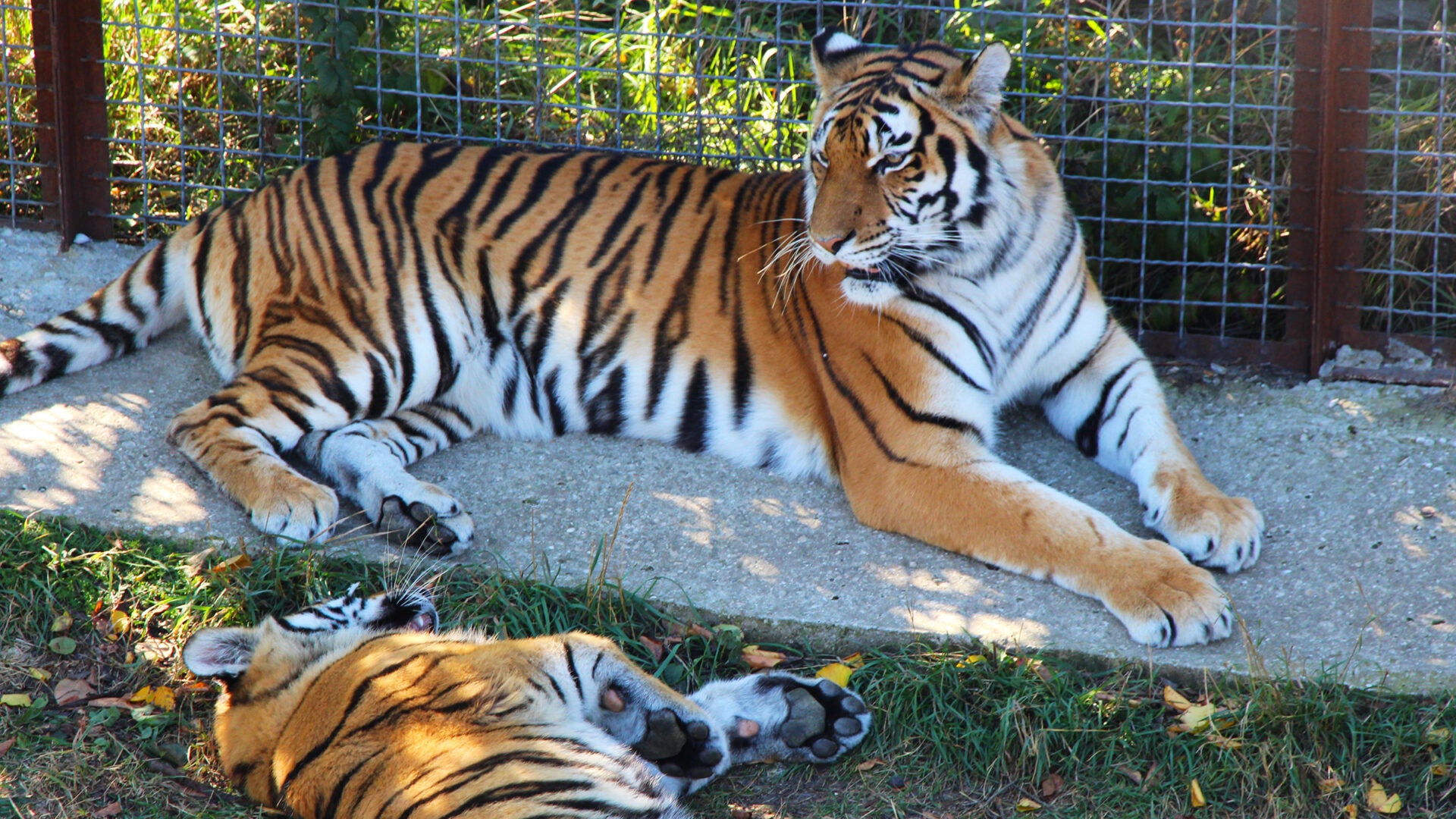 How captive tigers can help the wild ones — USC News